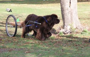 Beginner Draft Dog | Newfoundland Club of Southern California